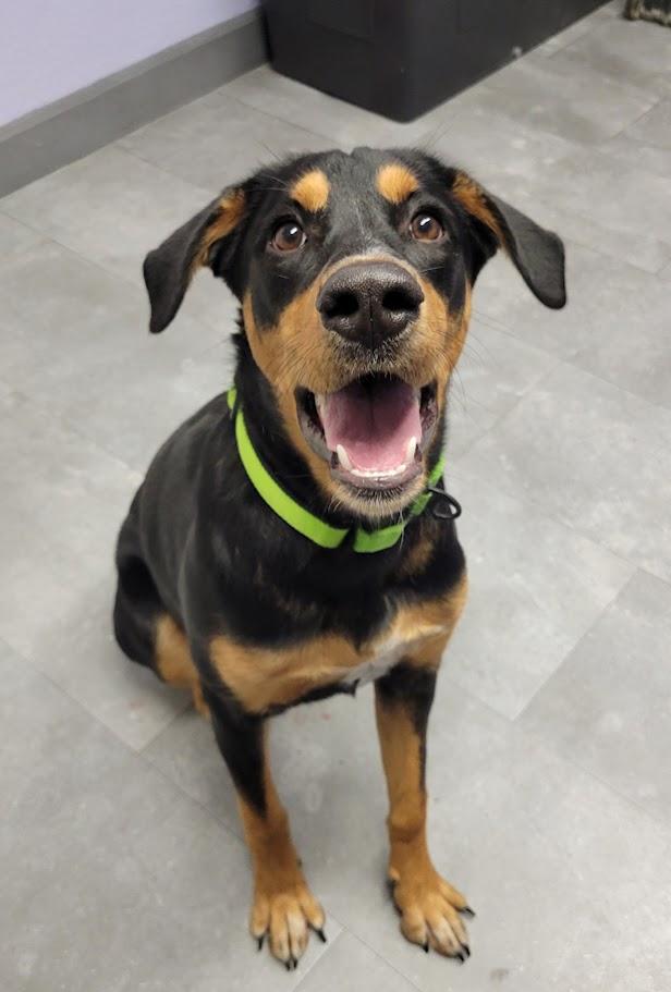 Dog for adoption - Lanie, a Doberman Pinscher Mix in Lisbon, OH | Petfinder