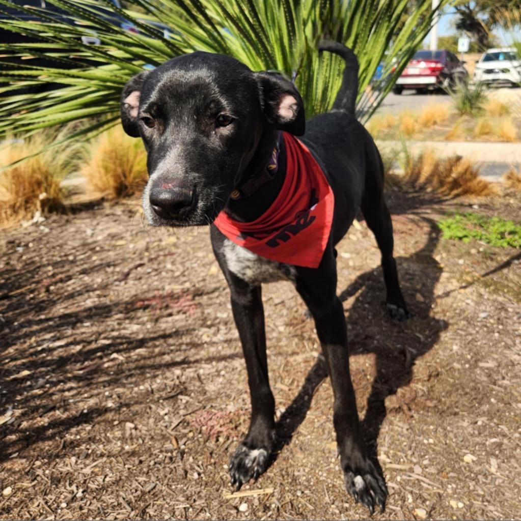Dog for adoption - Caleb JuM, a Black Labrador Retriever Mix in Renton ...