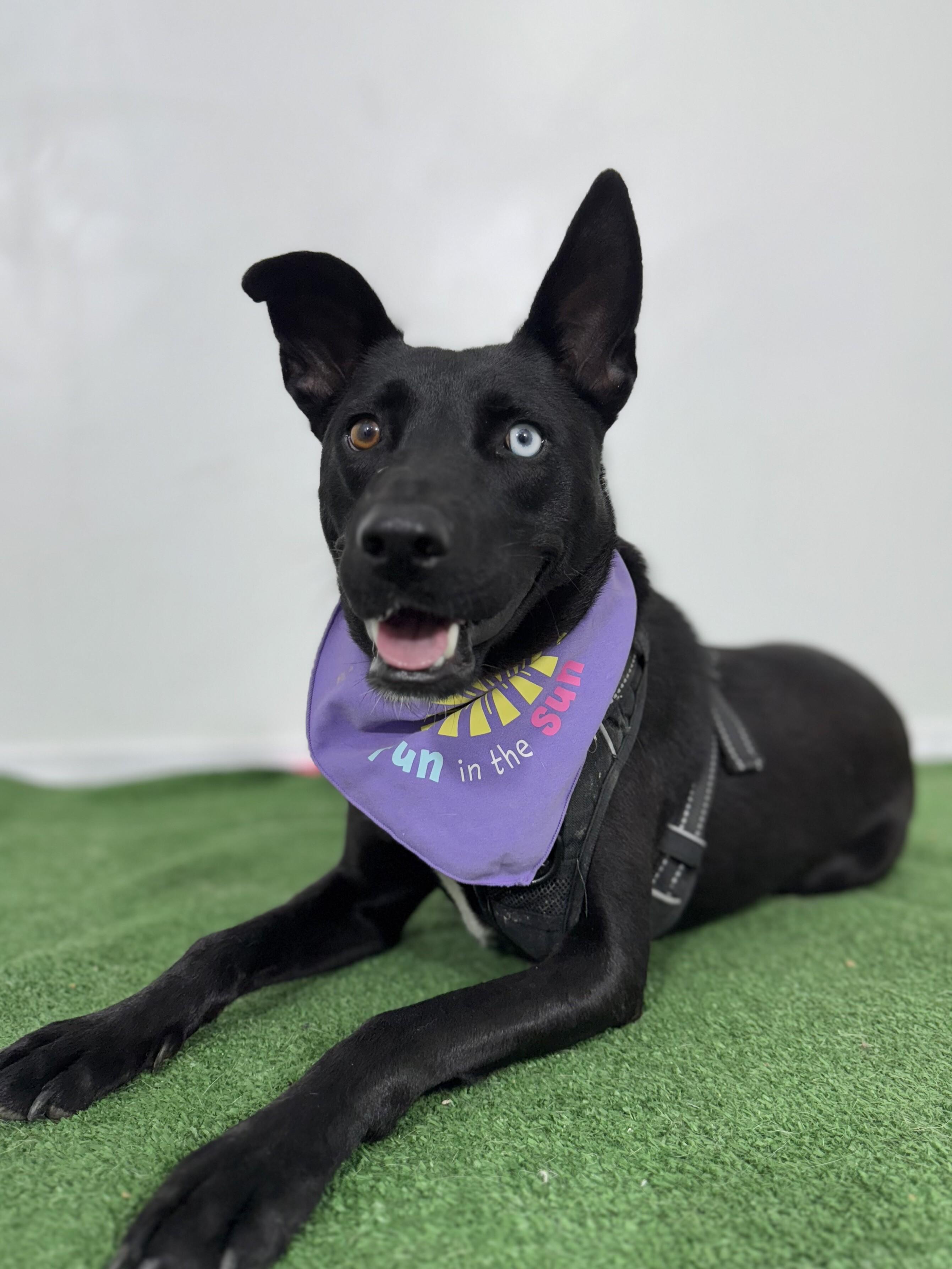 Dog for adoption - Polo, an Australian Kelpie & Basenji Mix in Reno, NV ...