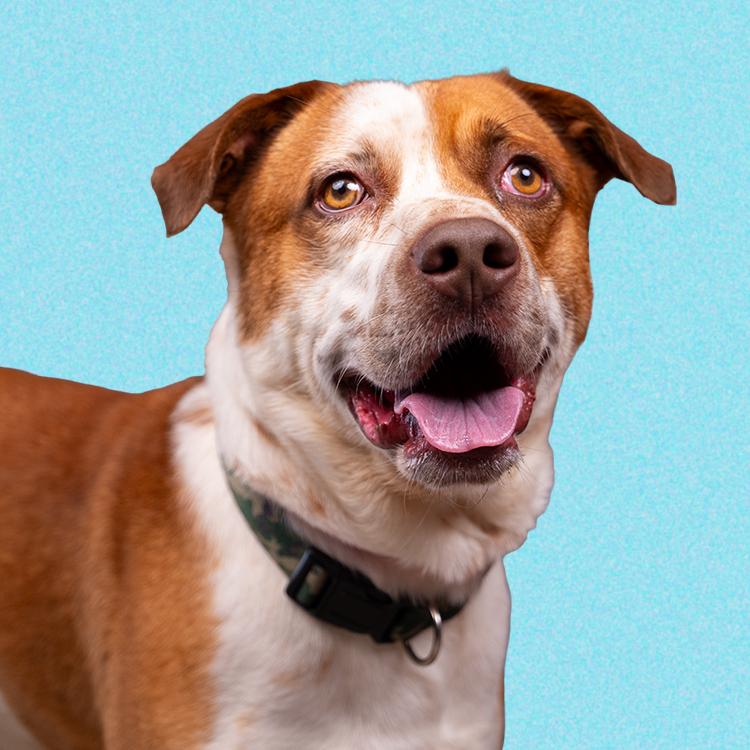 Dog for adoption - Roman, a Cattle Dog Mix in Milford, CT | Petfinder