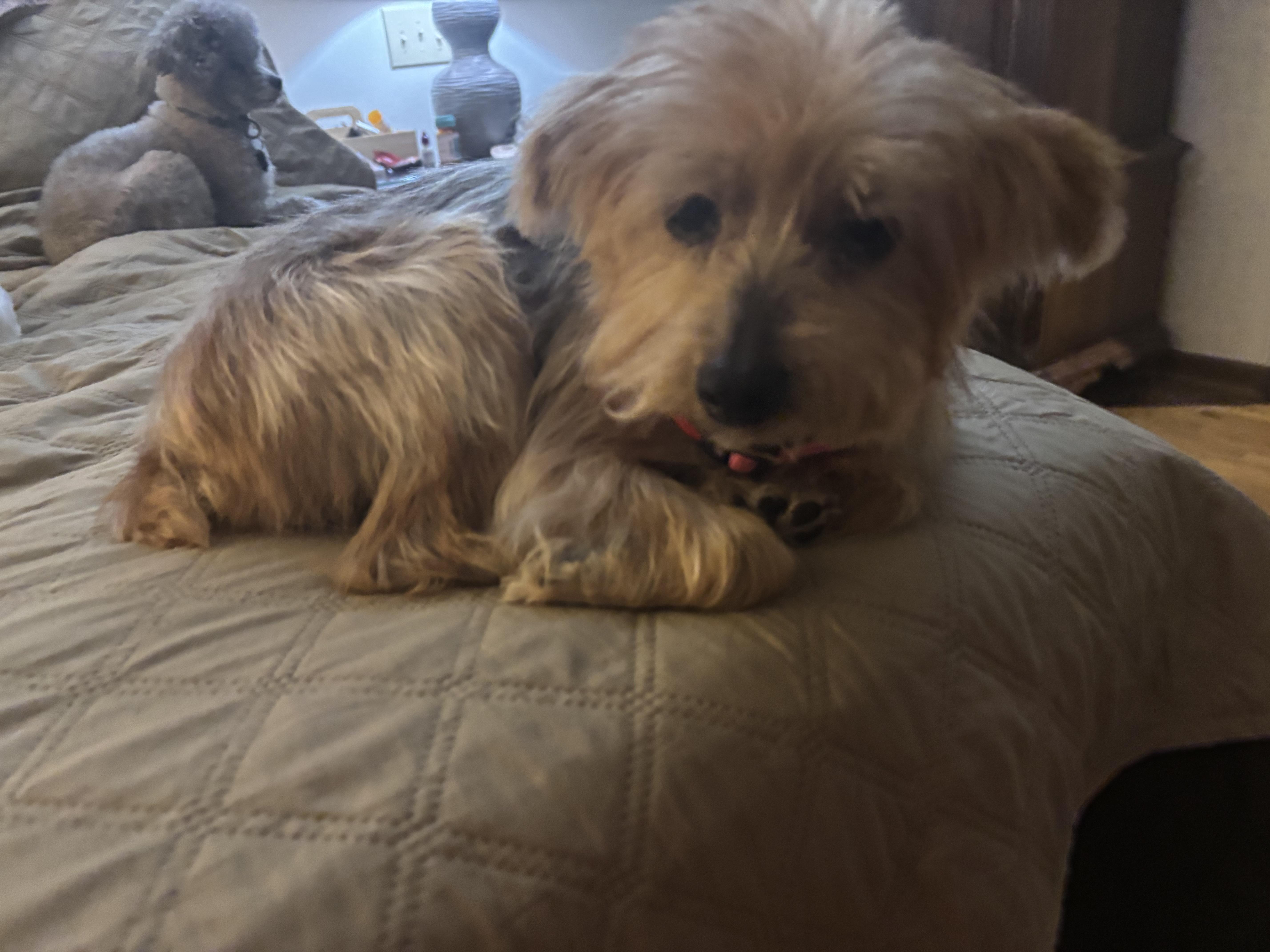 WINNIE - Adoptable Pet | Petfinder | Petfinder