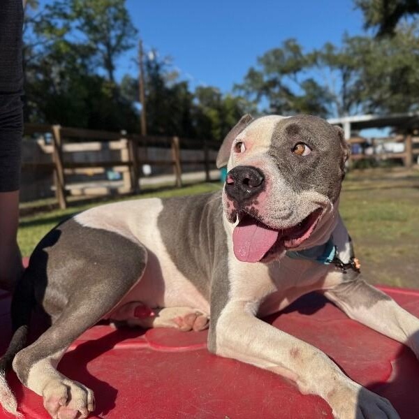 Dog for adoption - Levi the Big Softie, a Pit Bull Terrier & American ...