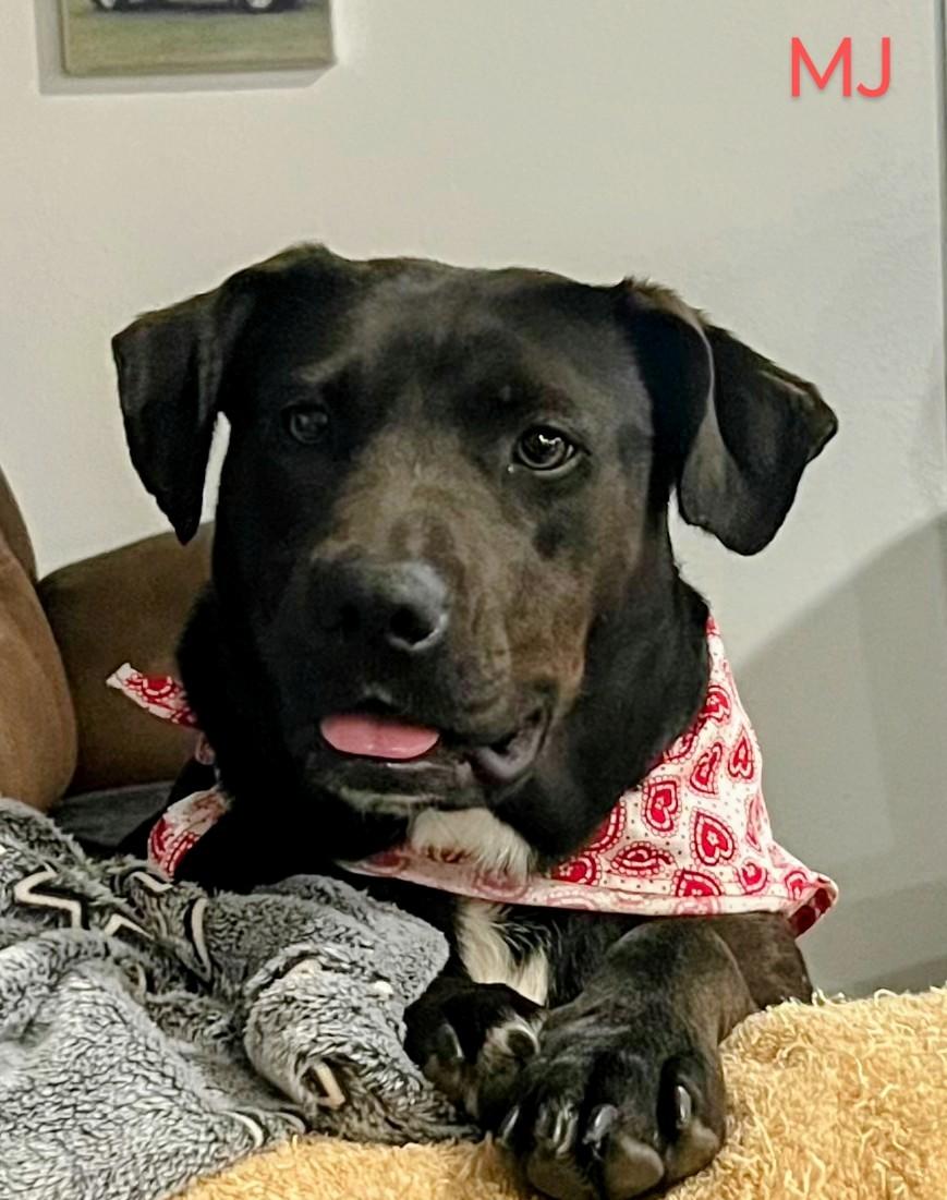 Dog for adoption - Mary Jo aka MJ -COME MEET ME!, a Labrador Retriever ...