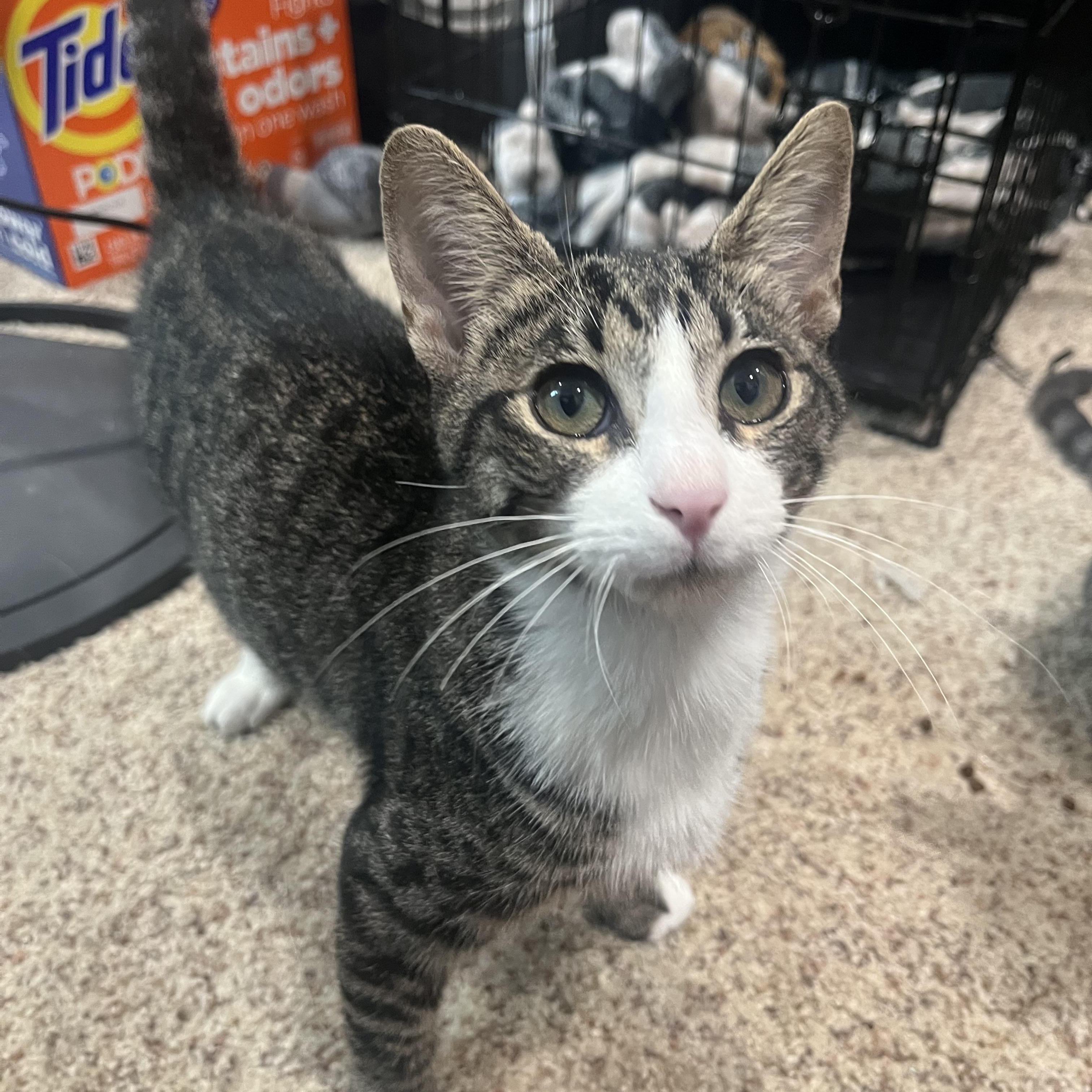 Cat for adoption - Robbie, a Tabby in Puyallup, WA | Petfinder