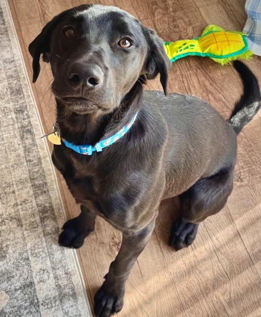 Dog for adoption - Theo, a Black Labrador Retriever Mix in Indianapolis ...