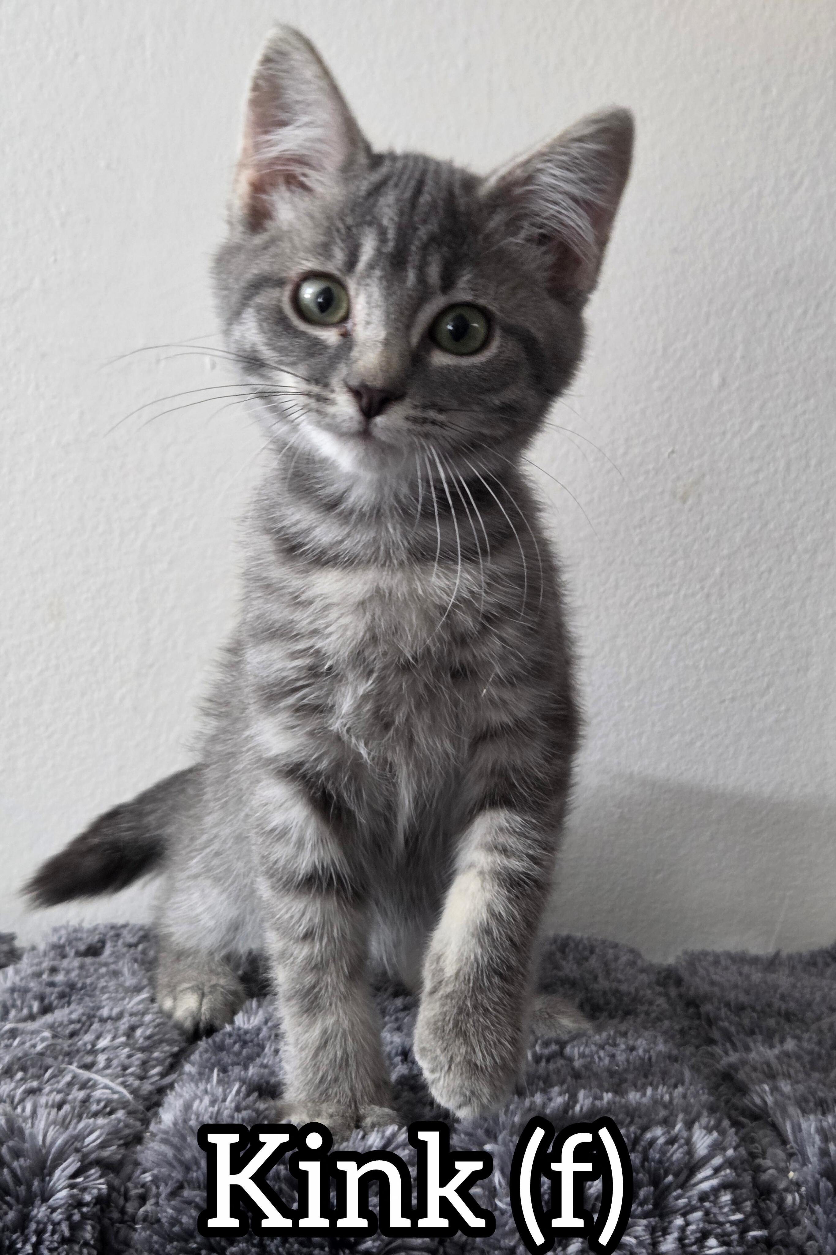 Cat for adoption - Pre-Adoption: Kink, a Domestic Short Hair in ...