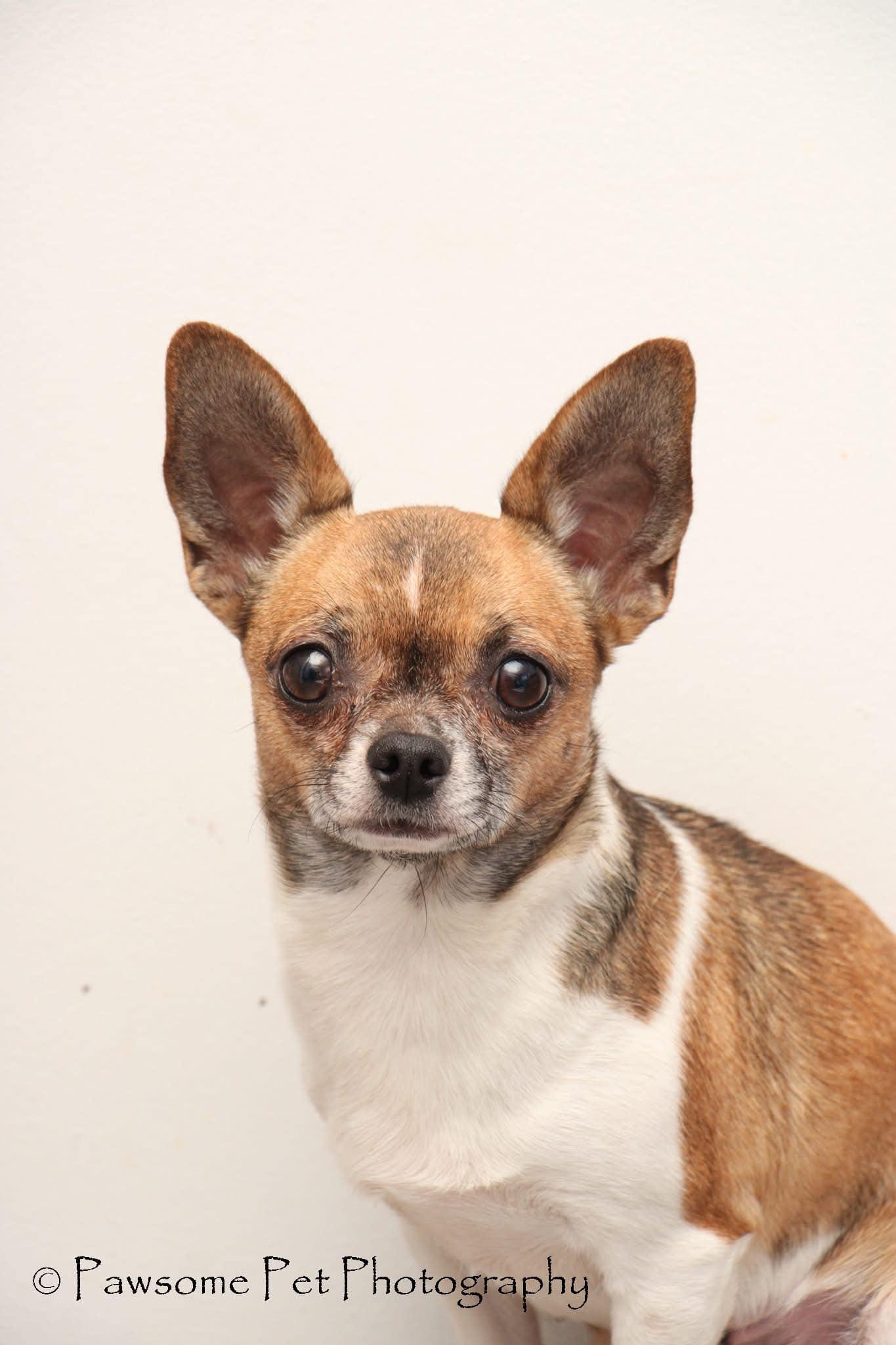 Dog for adoption - MAPLE--ADOPTION PENDING, a Chihuahua in Toronto, ON ...
