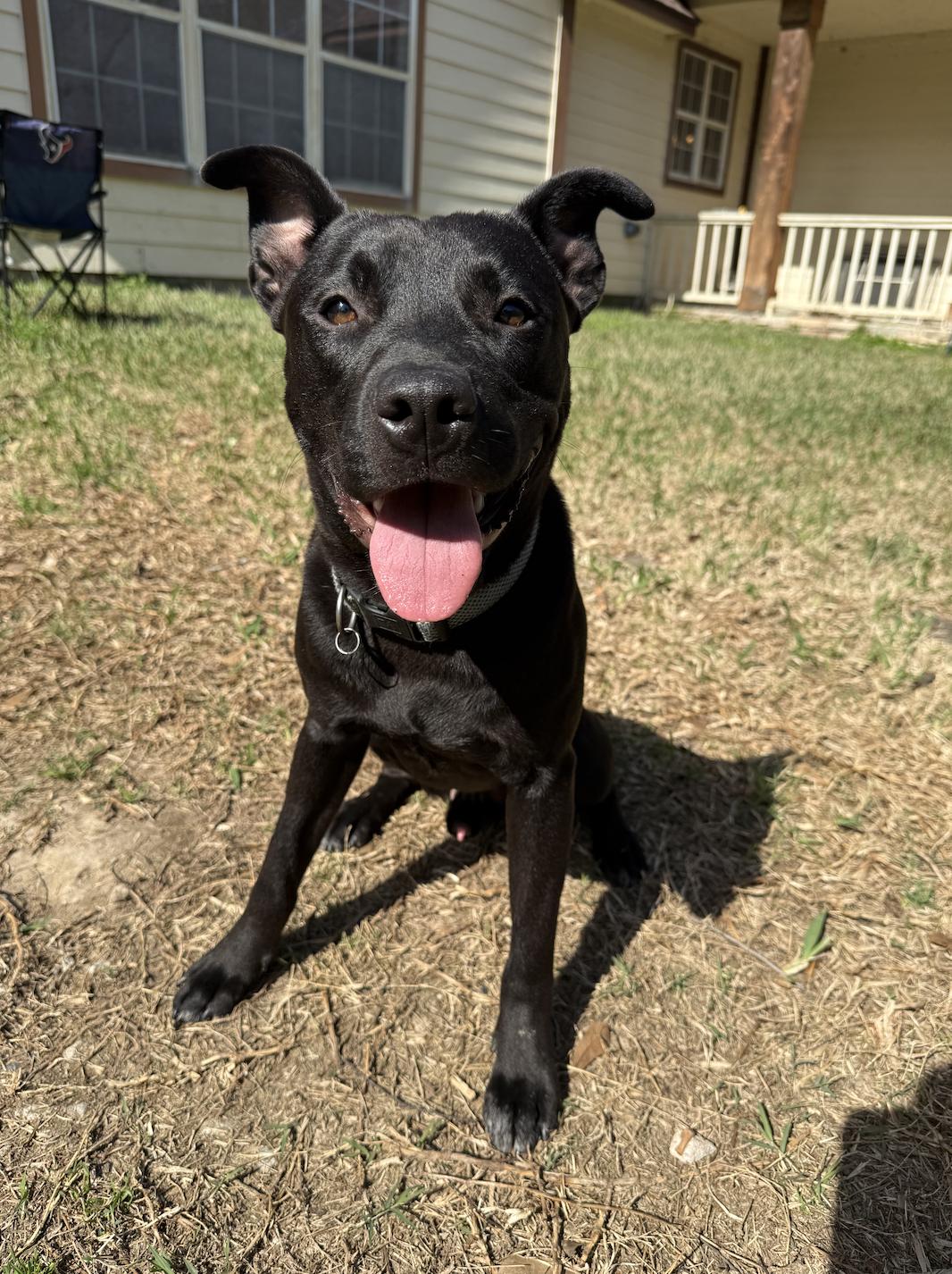 Dog for adoption - Vader, a Black Labrador Retriever & American ...
