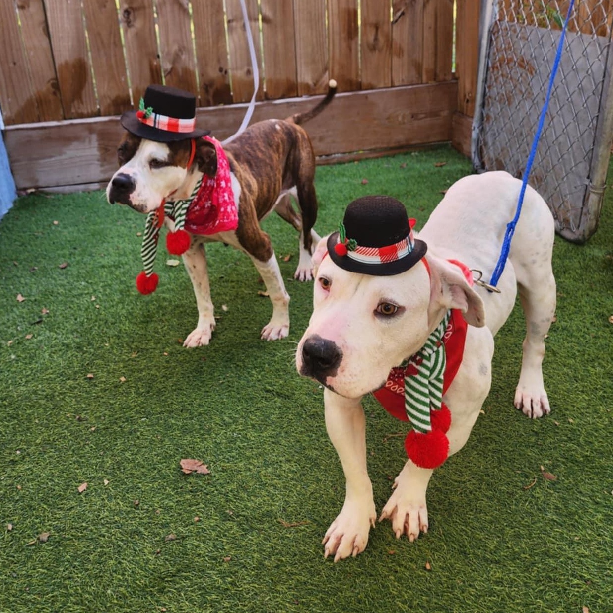 Dog for adoption - Becca & Kiara, an American Bulldog Mix in Auburn, ME ...