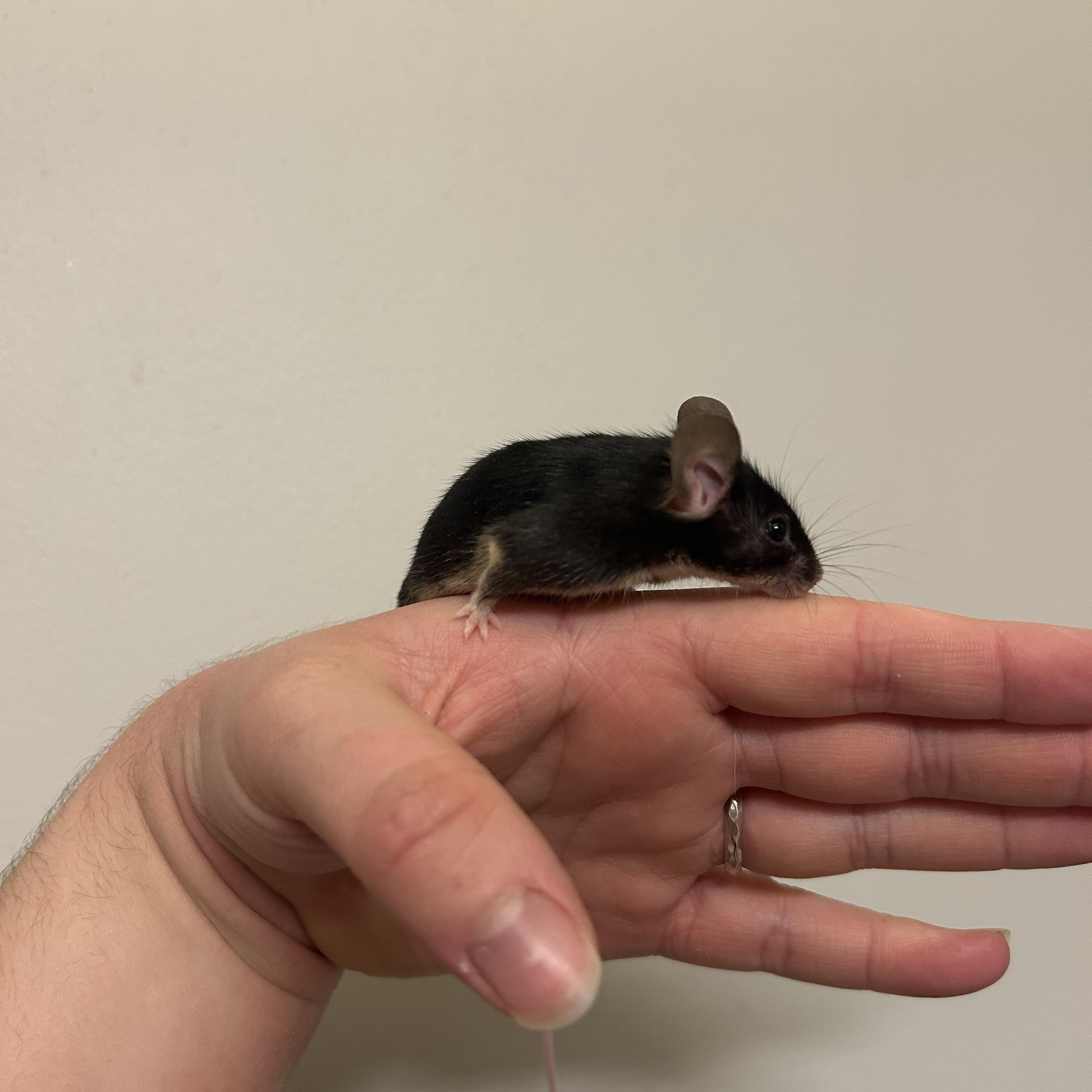 Mouse for adoption - Faye, a Mouse in Minneapolis, MN | Petfinder