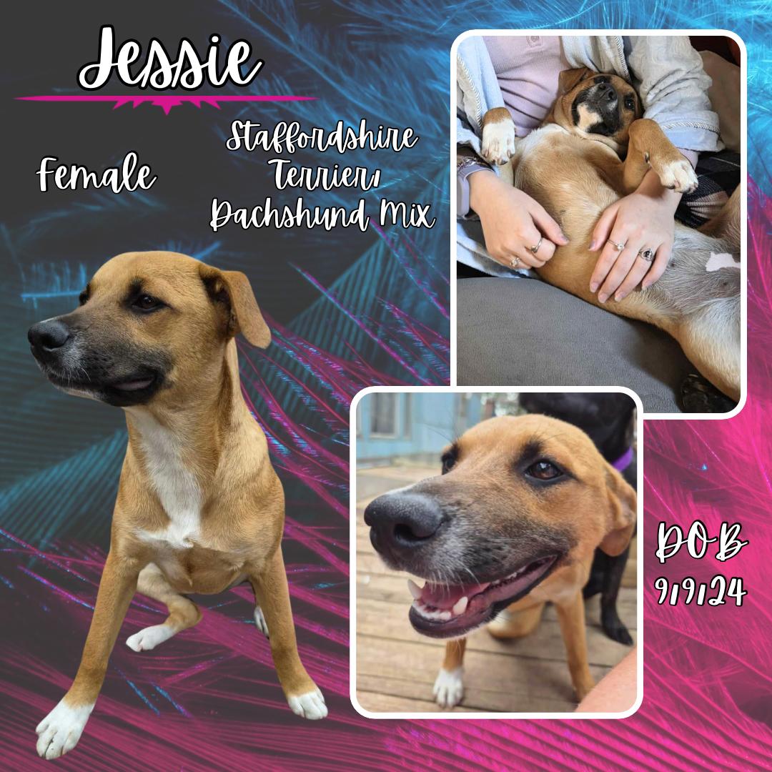 Dog for adoption - Jessie, an American Staffordshire Terrier ...