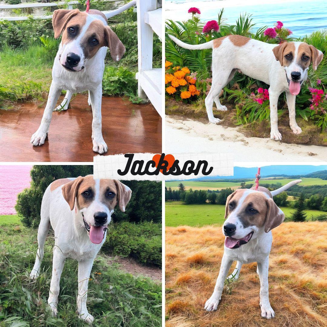 Dog for adoption - Jackson, an American Foxhound & Anatolian Shepherd ...