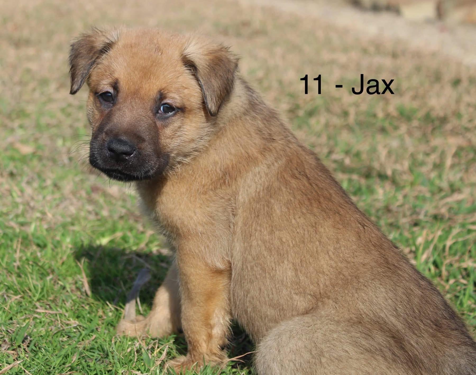 Dog for adoption - Jax, a Labrador Retriever & Belgian Shepherd ...