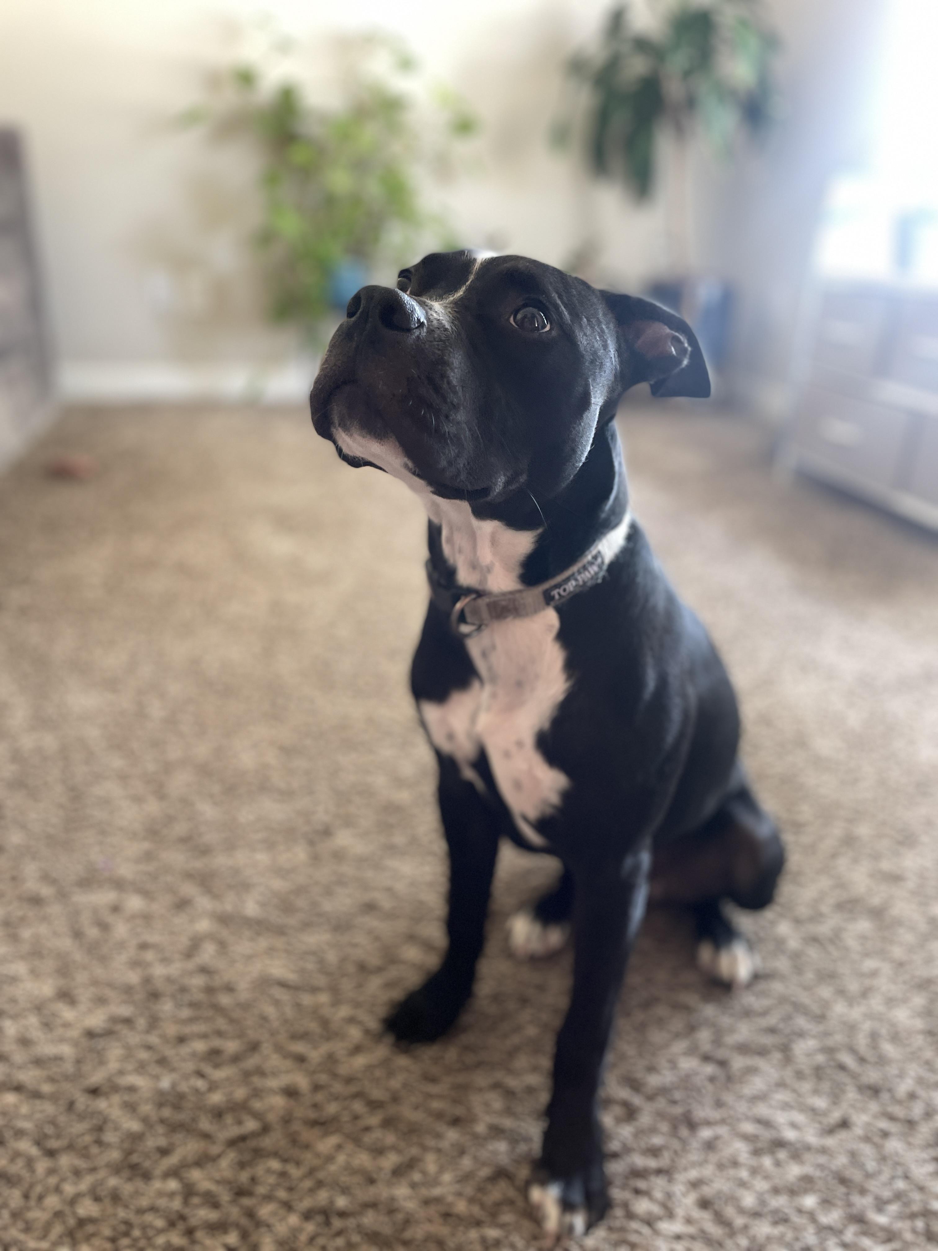 Dog for adoption - Roxy, an American Staffordshire Terrier & American ...