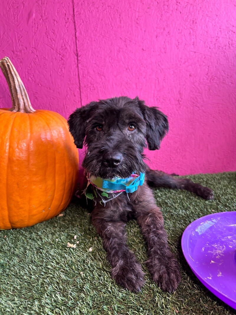 Dog for adoption - Professor, an Affenpinscher & Schnauzer Mix in ...