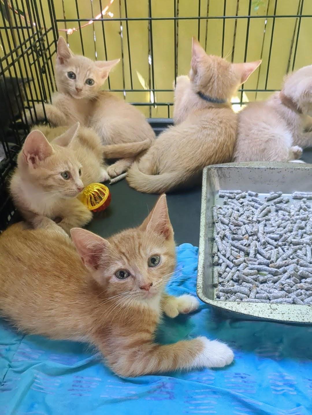 Cat for adoption - Ginger kittens, an American Shorthair in Brooklyn ...