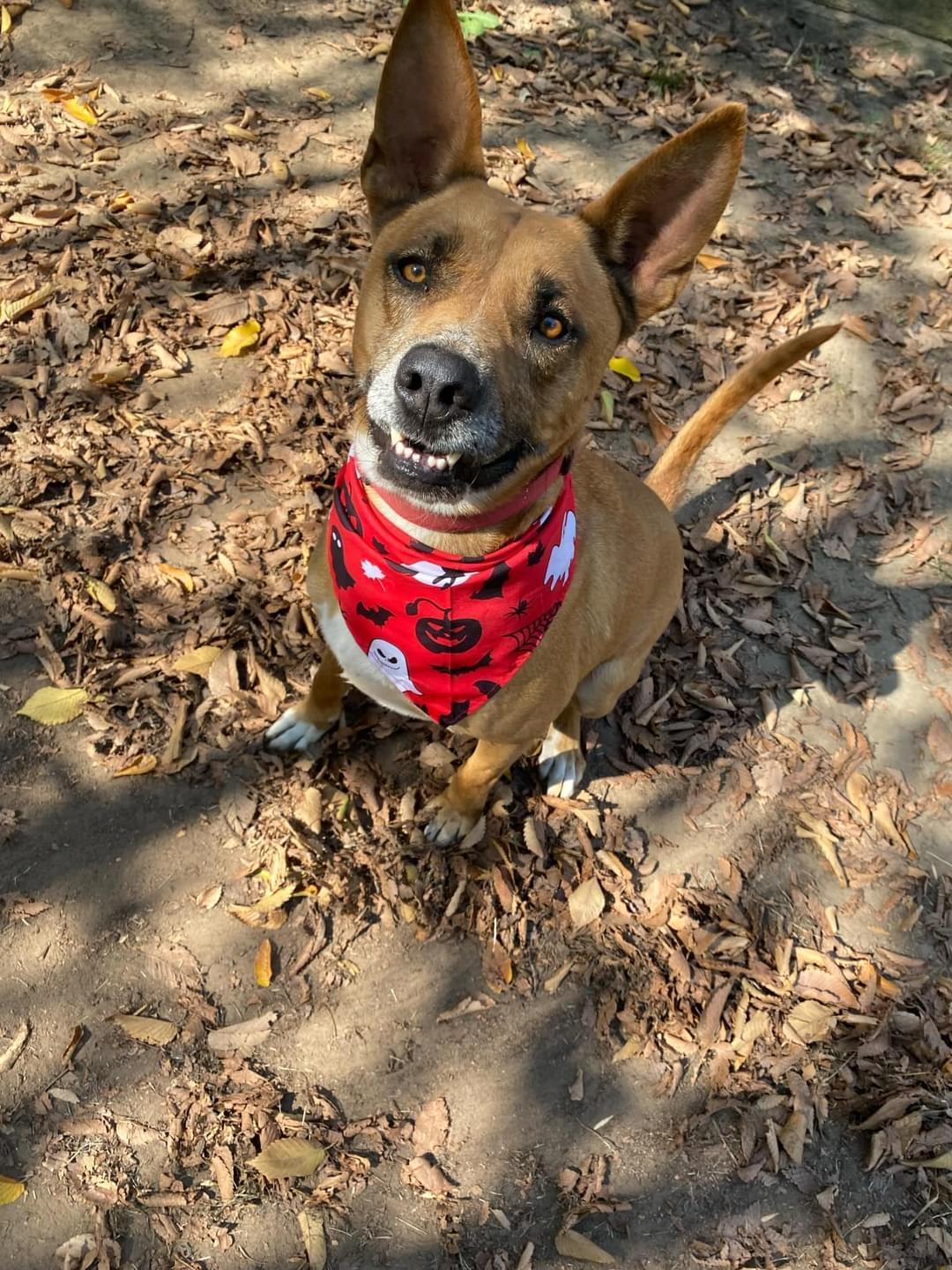 Dog for adoption - Gilly, a Mixed Breed in Mississauga, ON | Petfinder