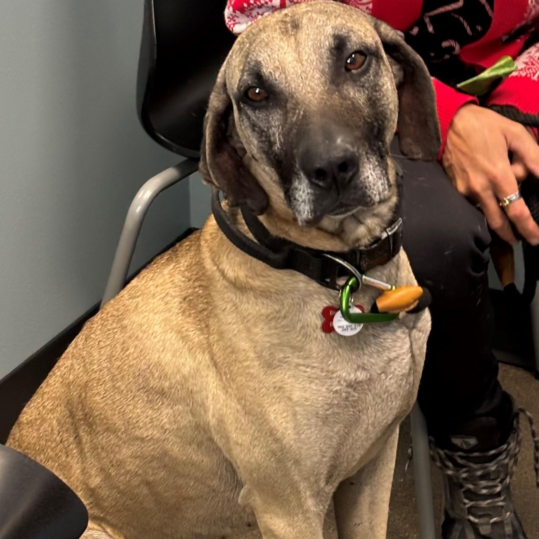 Dog for adoption - Carefree, a Great Dane & Belgian Shepherd / Malinois ...