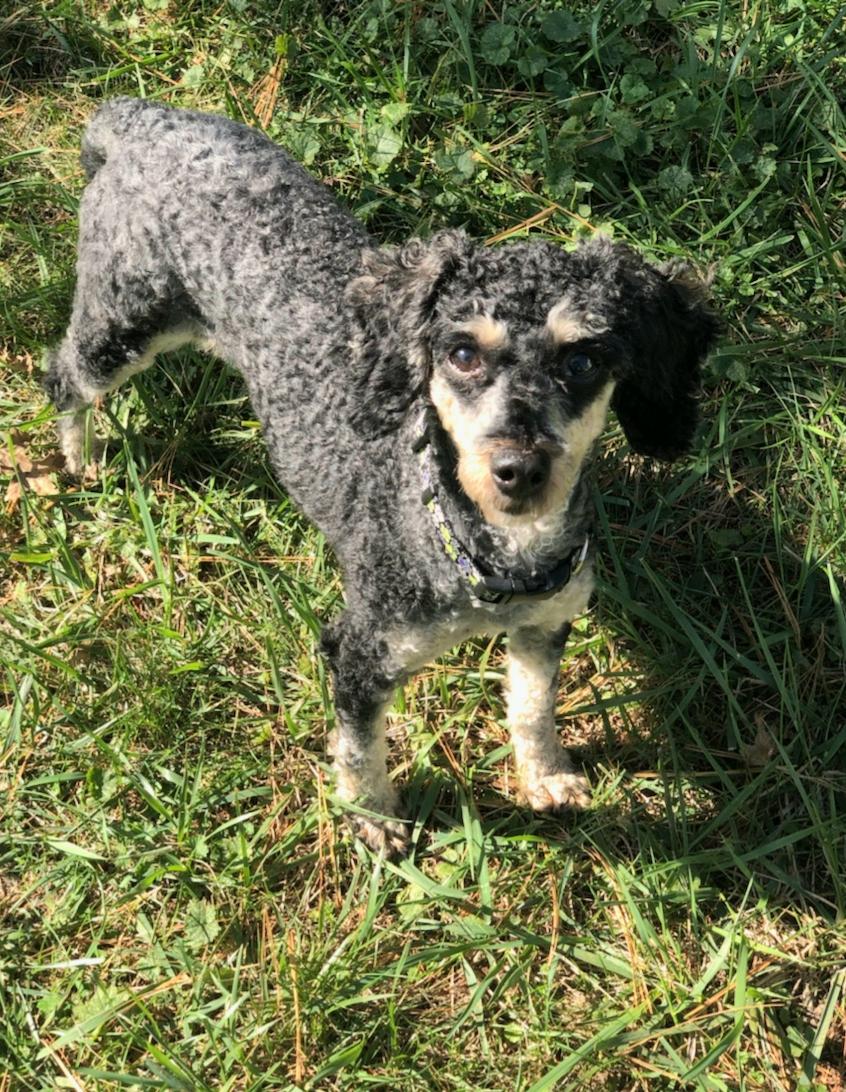 Dog for adoption - Jewel, a Miniature Poodle in Columbus, OH | Petfinder