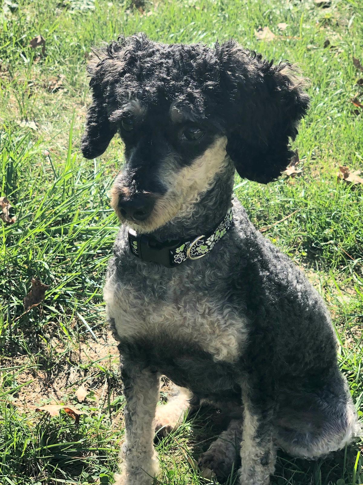 Dog for adoption - Jewel, a Miniature Poodle in Columbus, OH | Petfinder