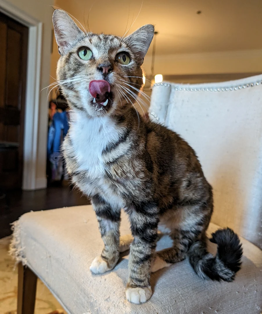 Cat for adoption - Jimmy, a Domestic Short Hair & Tabby Mix in Delray ...