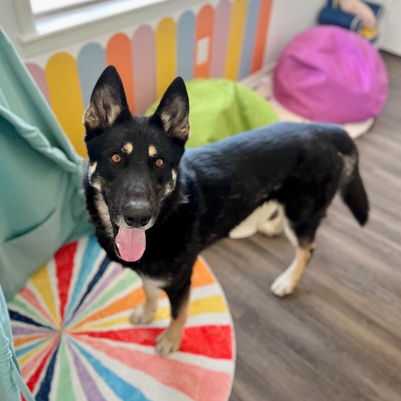 Dog for adoption - Rocky Balboa the Greatest Family Dog of All Time, a ...