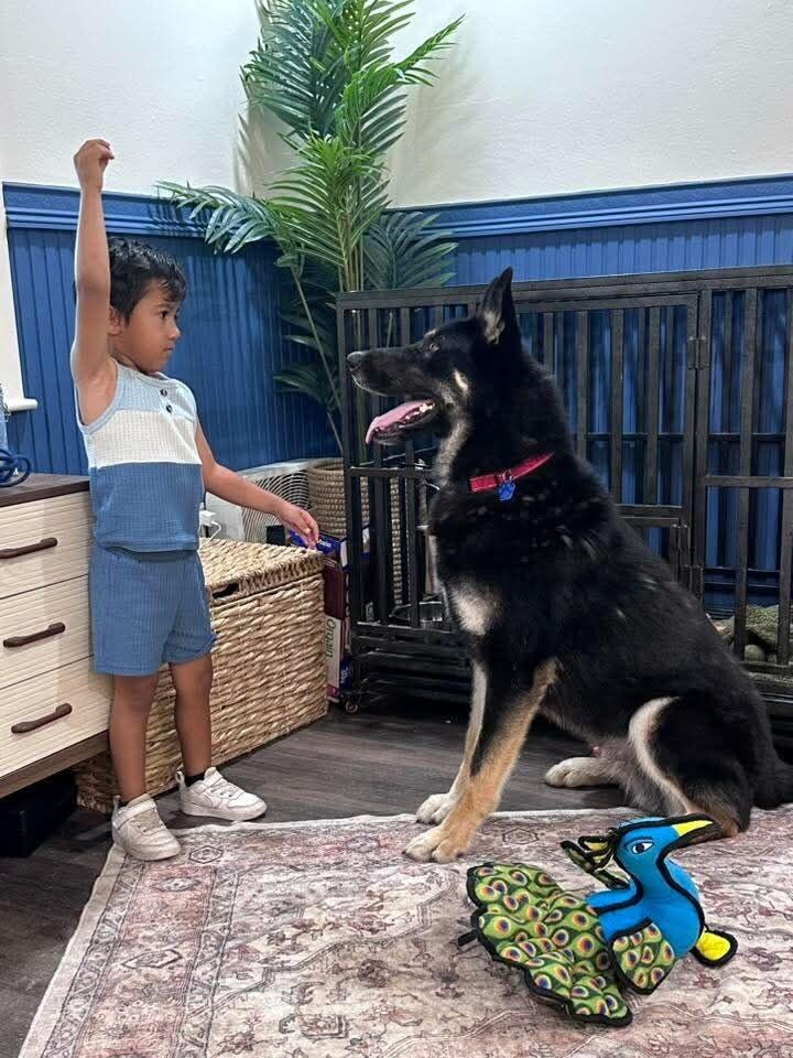 Dog for adoption - Rocky Balboa the Greatest Family Dog of All Time, a ...