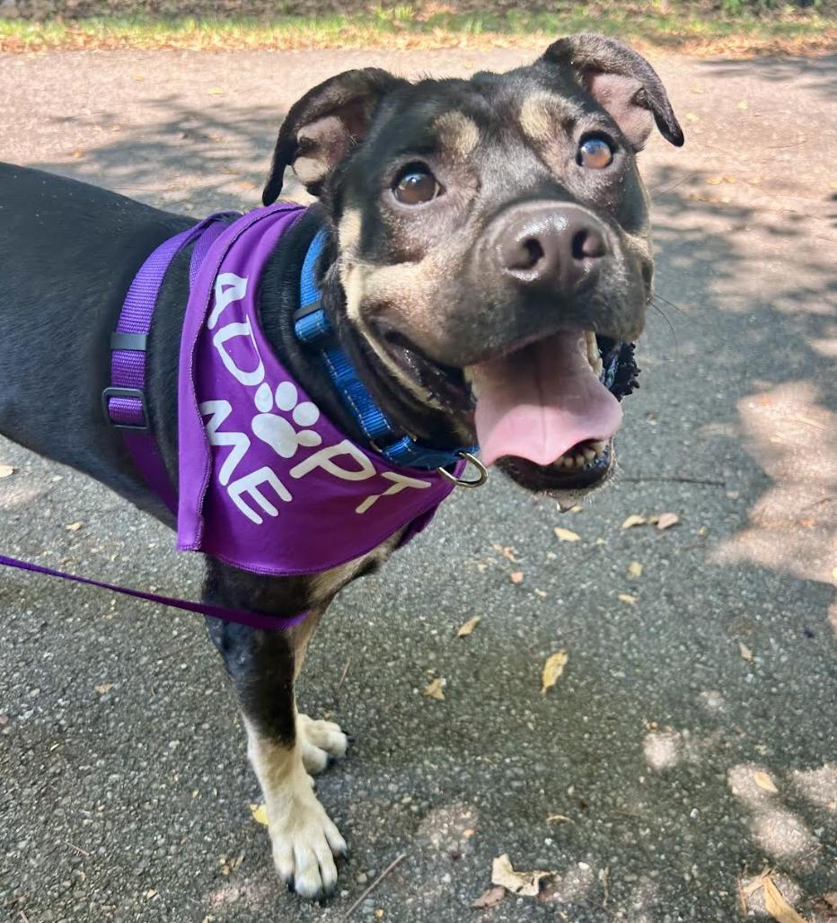 Dog for adoption - Prince Charming, a Mixed Breed in Central Islip, NY ...