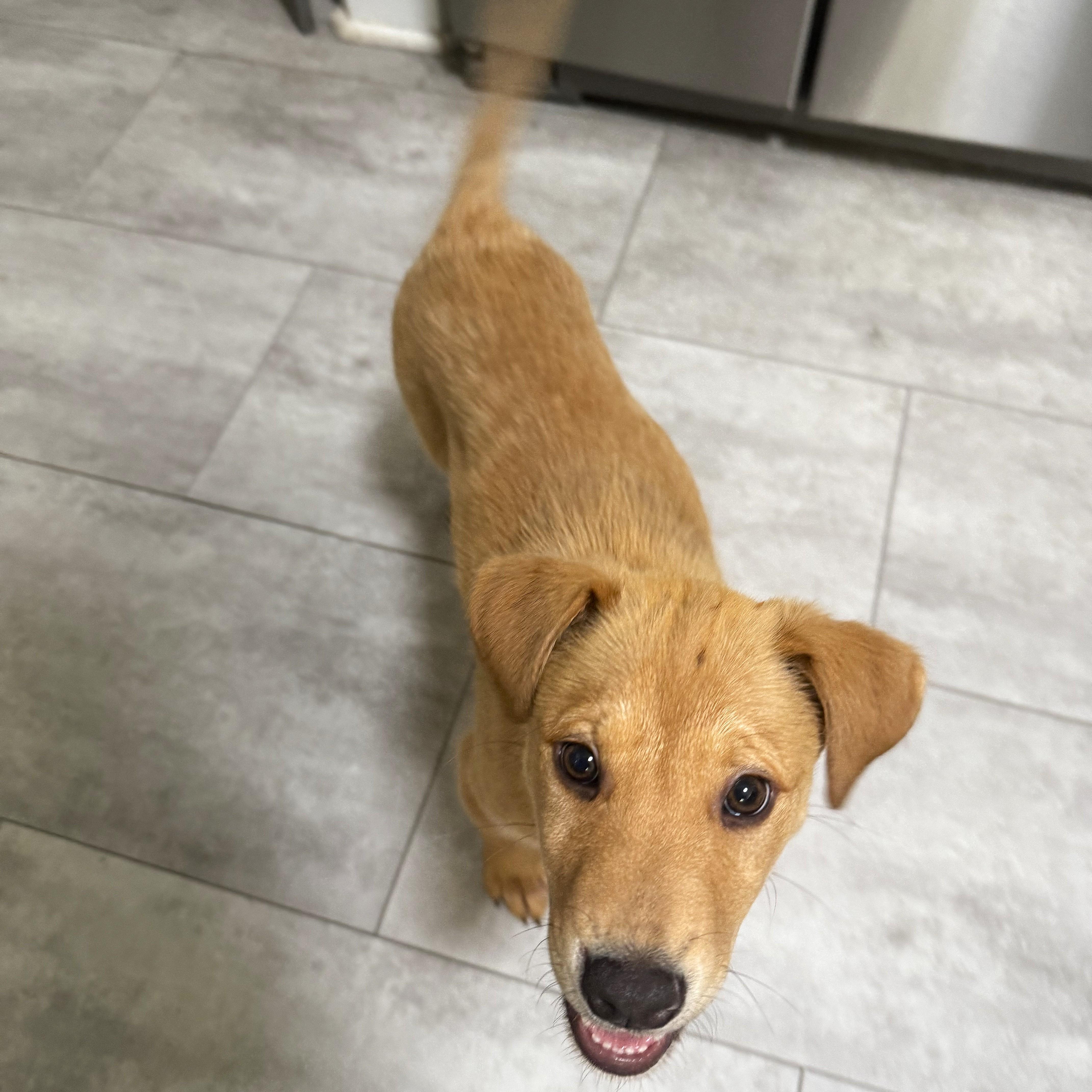 Dog for adoption - Rip, a Labrador Retriever Mix in Smithfield, NC ...