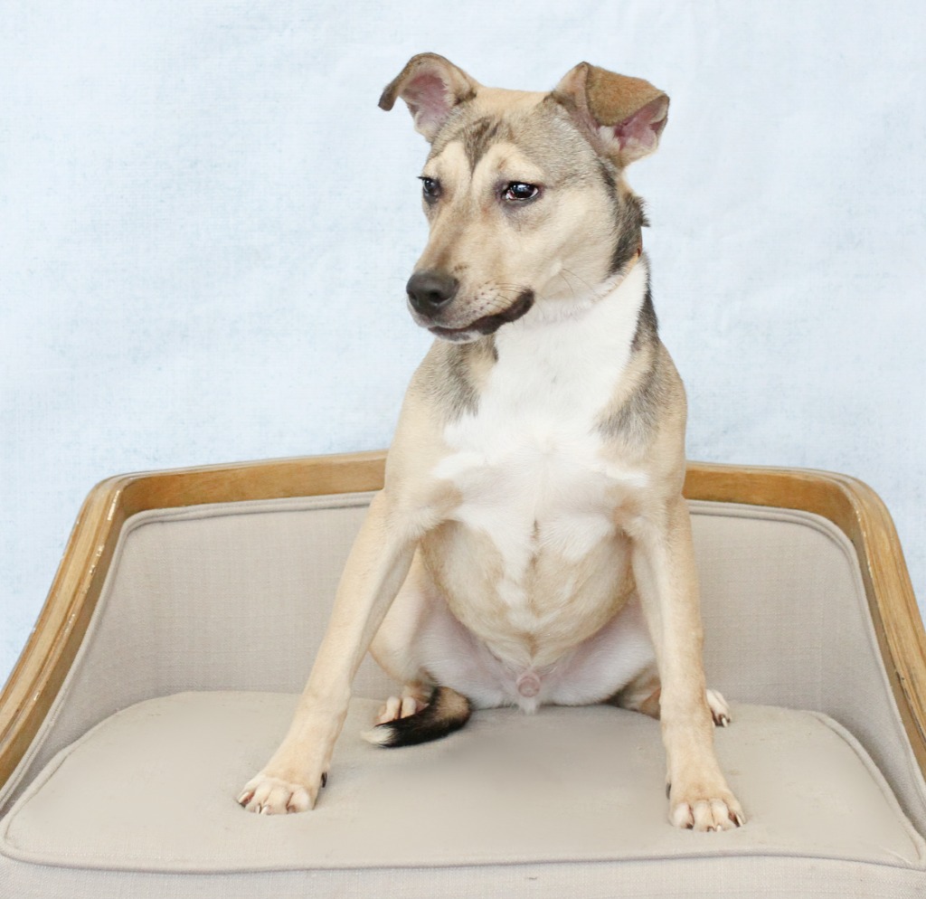 View Our Dogs – SPCA of East Texas