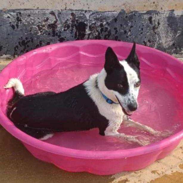 Dog for adoption - OREO, a Border Collie in Corydon, IN | Petfinder