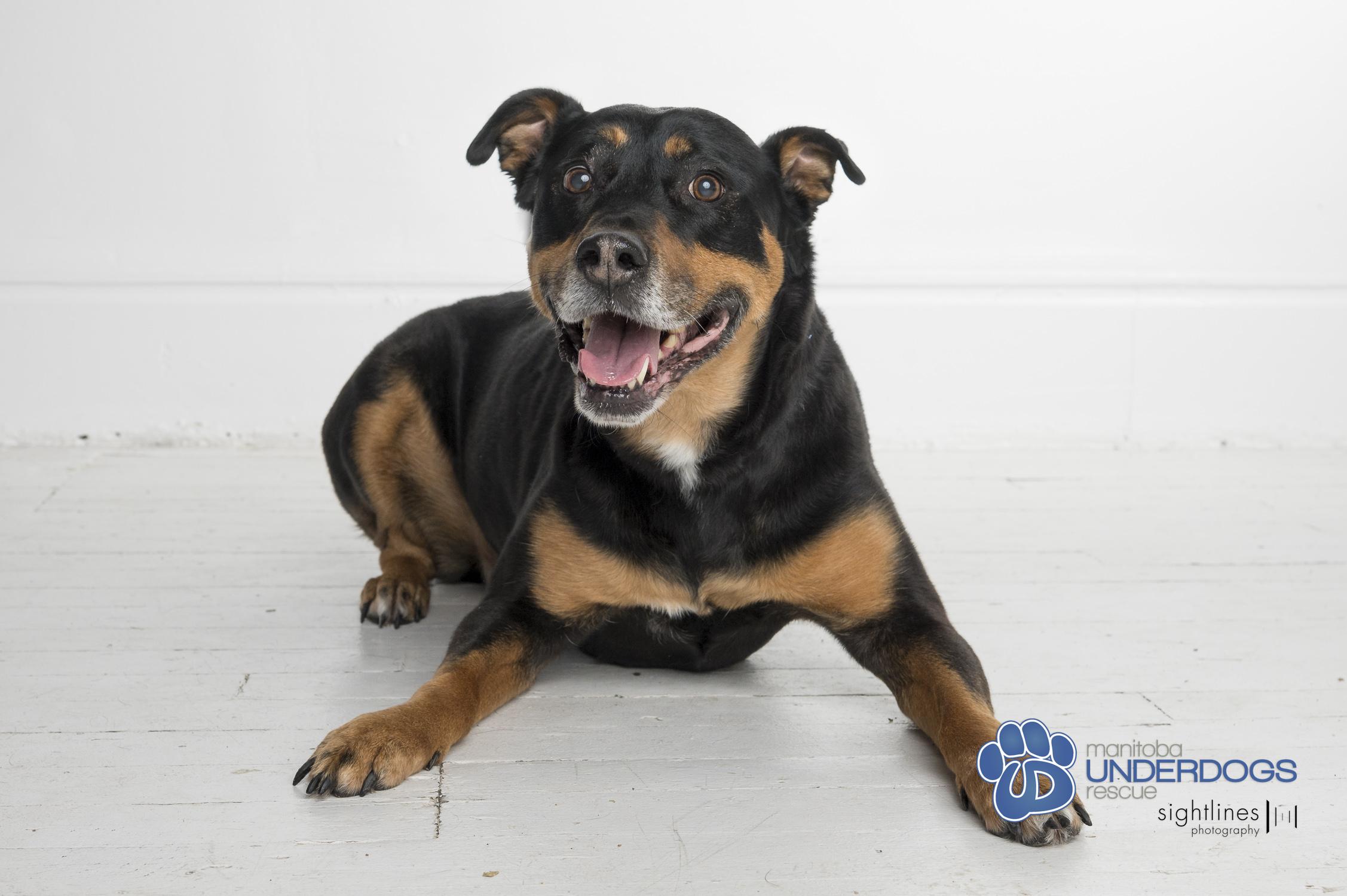 Dog for adoption - Meisha, a Shepherd & Rottweiler Mix in Winnipeg, MB ...