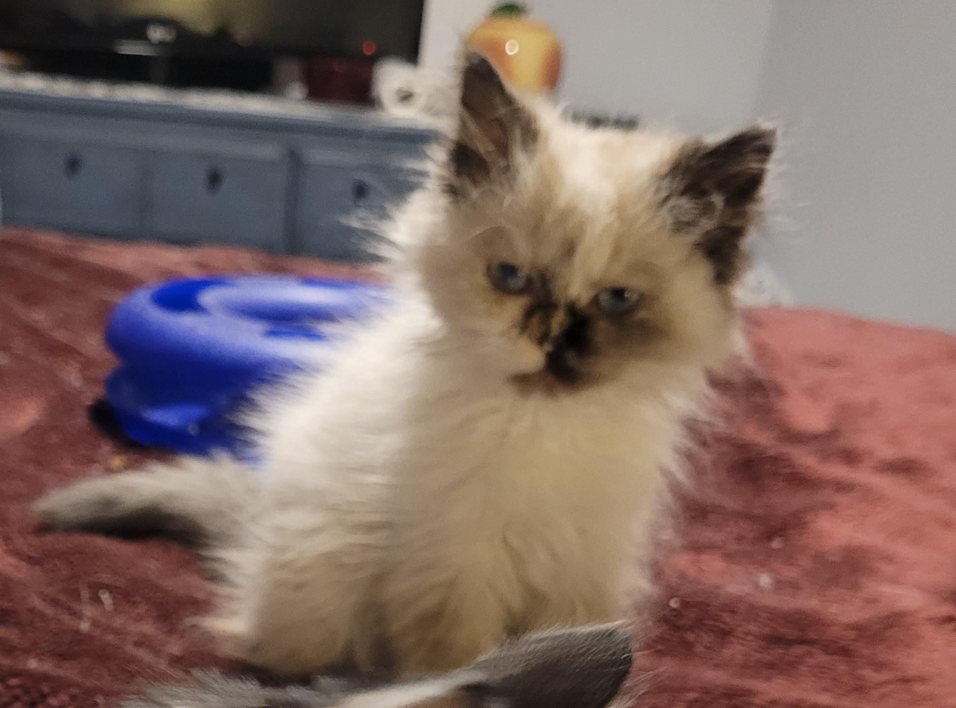 Cat for adoption - Mindy (f) 3 mths Himalayan tortoise, a Himalayan in ...