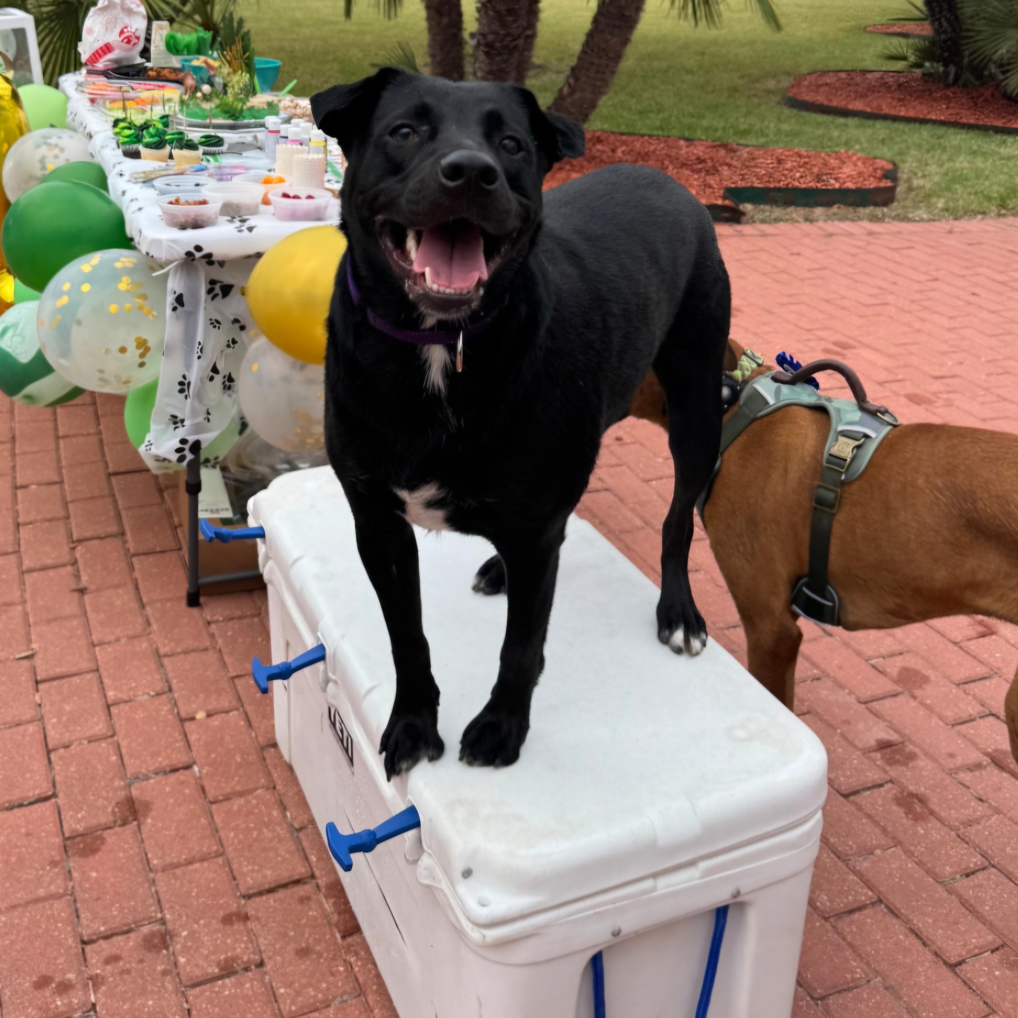 Dog for adoption - Brody, a Black Labrador Retriever Mix in Appleton ...