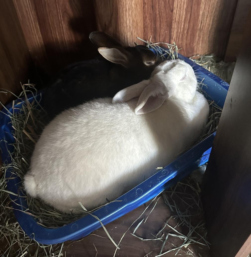 Rabbit for adoption - Stunning Rex and His REW, a Mini Rex & New ...