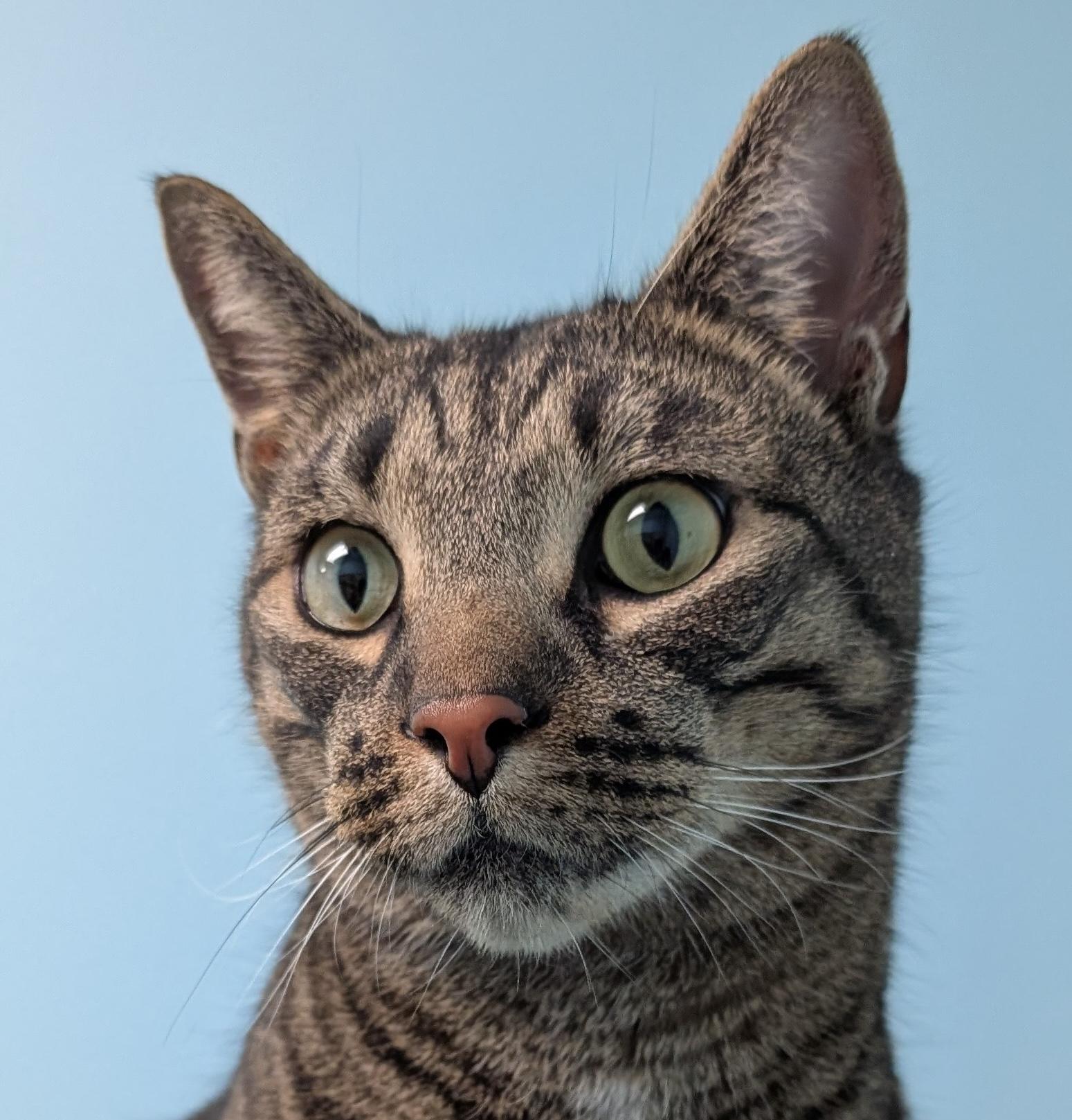 Available Cats and Kittens - Johnston County Animal Protection League ...