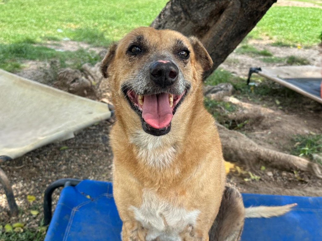 Dog for adoption - Ellie, a Mixed Breed in Vancouver, BC | Petfinder