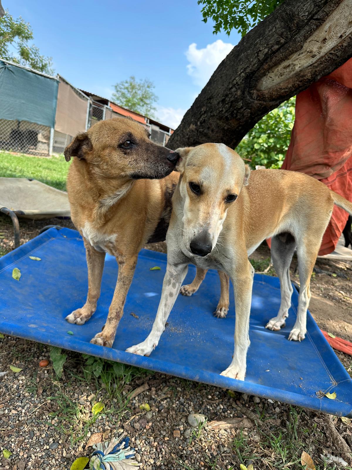 Dog for adoption - Ellie, a Mixed Breed in Vancouver, BC | Petfinder