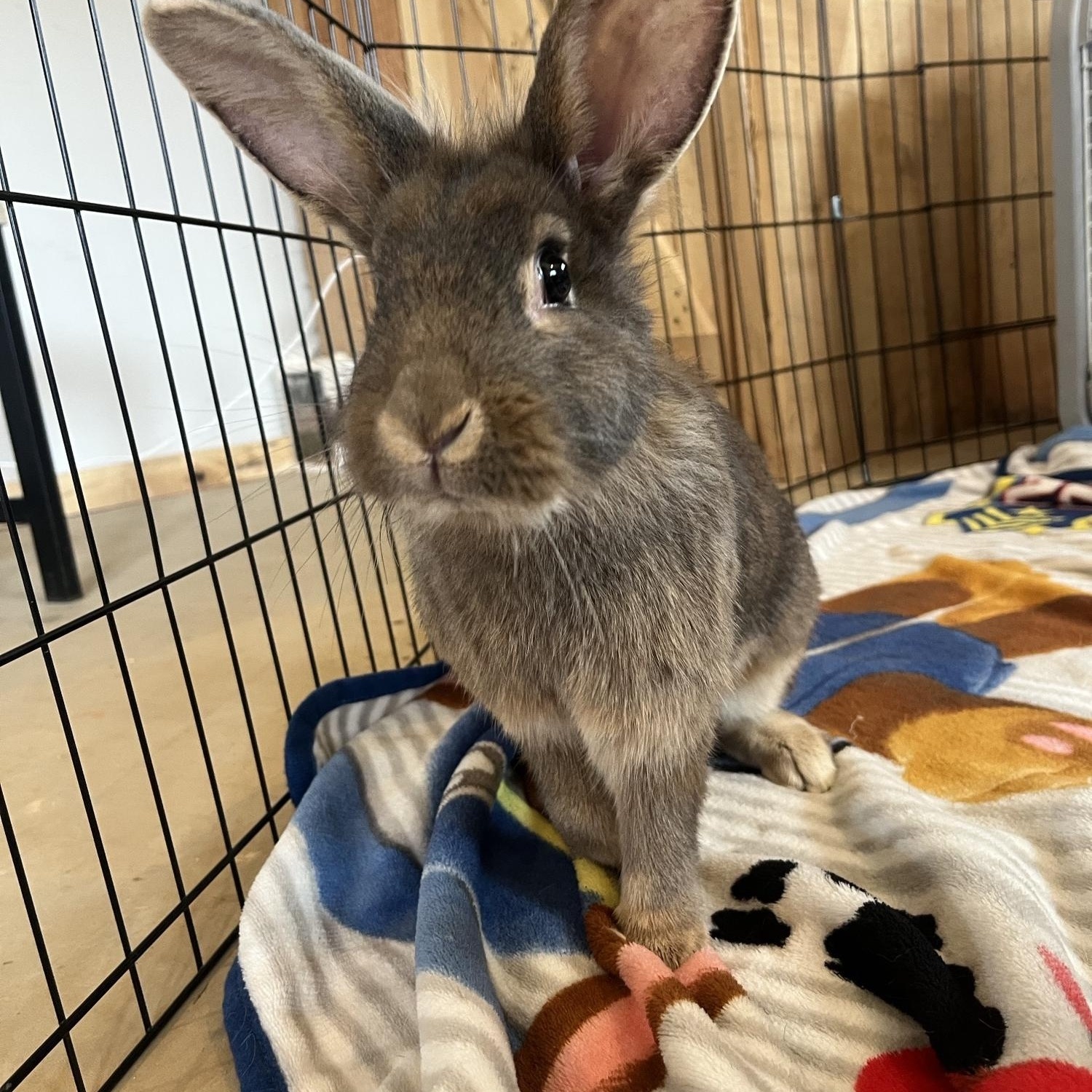 Rabbit for adoption - Rose, a Lionhead Mix in Stokesdale, NC | Petfinder
