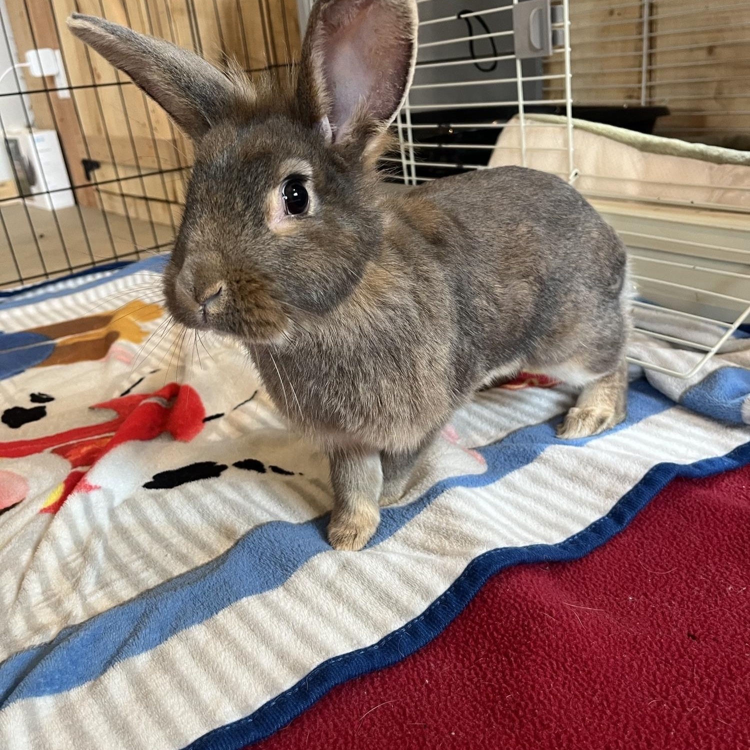 Rabbit for adoption - Rose, a Lionhead Mix in Stokesdale, NC | Petfinder