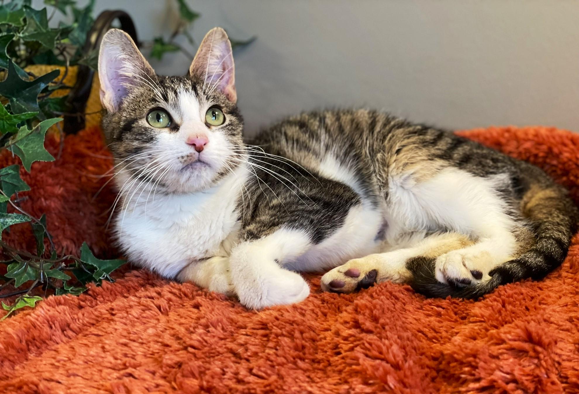 Cat for adoption - Timmy, a Tabby in Taylor, MI | Petfinder