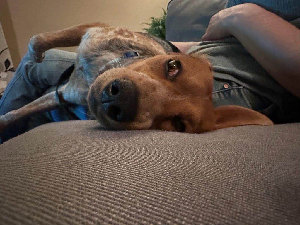 Romeo - Adoptable Pet | Petfinder | Petfinder