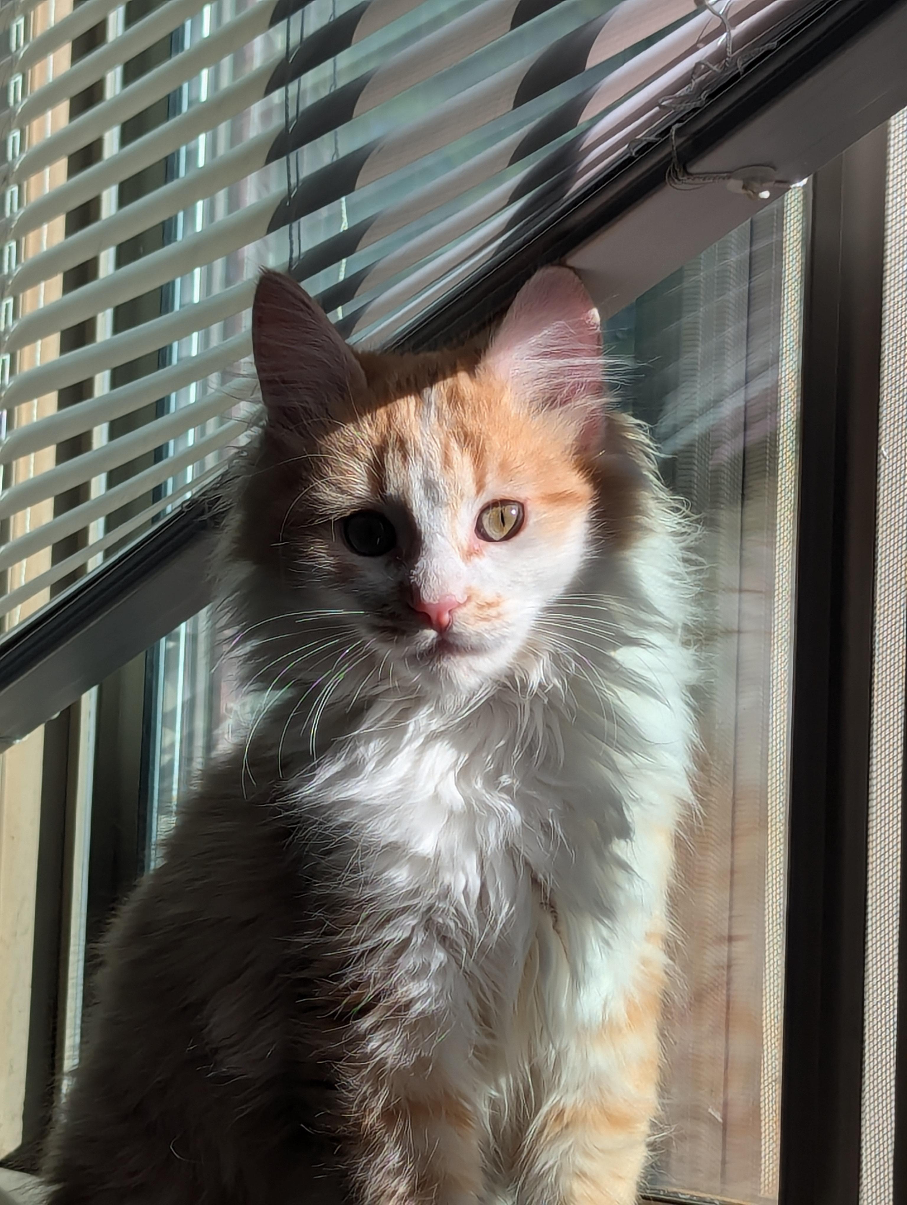 Cat for adoption - Melvin, a Domestic Long Hair in Bisbee, AZ | Petfinder