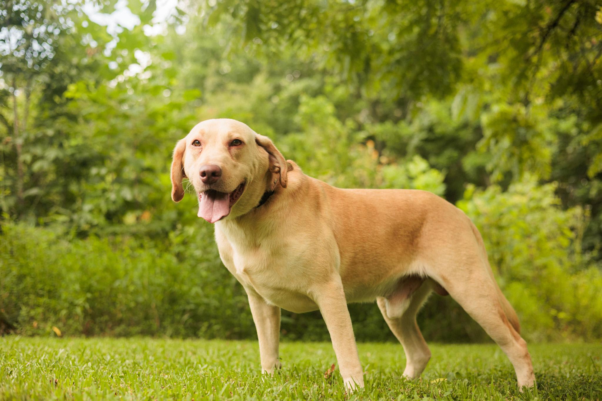 Dog for adoption - Scout - Transport, a Yellow Labrador Retriever in ...