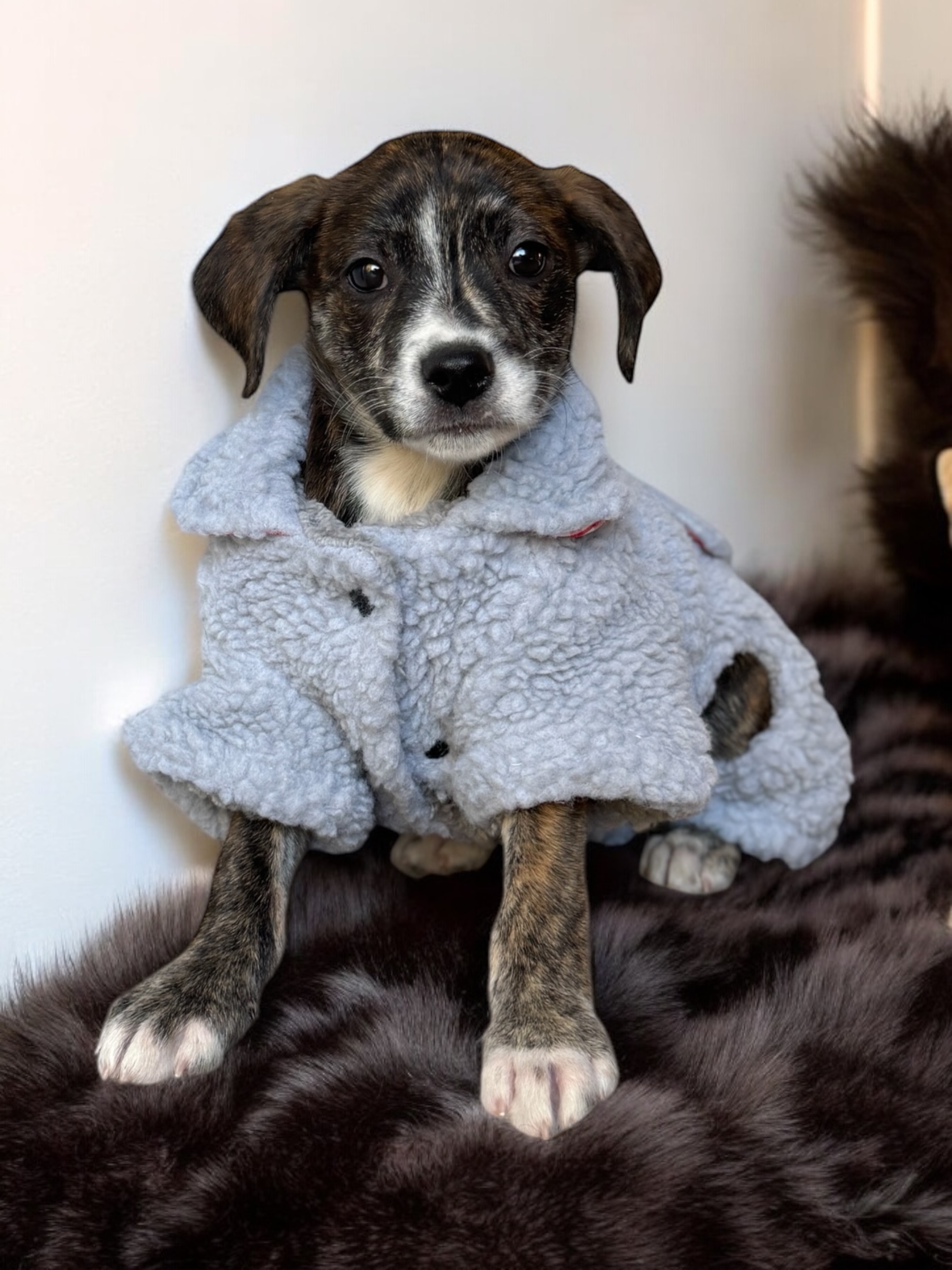 Dog for adoption - Forrest, a Hound & Labrador Retriever Mix in Carlsbad, CA | Petfinder