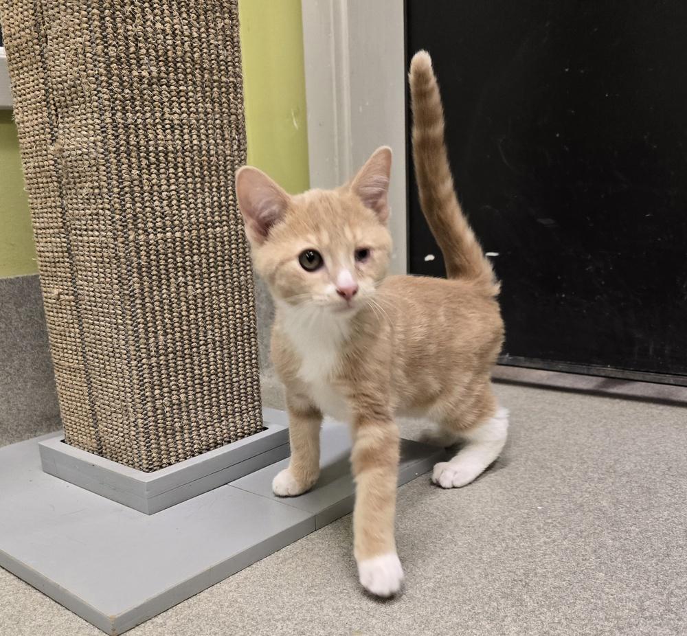 Adopt Big Ben in Dickson | Domestic Short Hair cat | Buddy