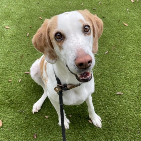Dog for adoption - Duchess, a Hound Mix in Tampa, FL | Petfinder