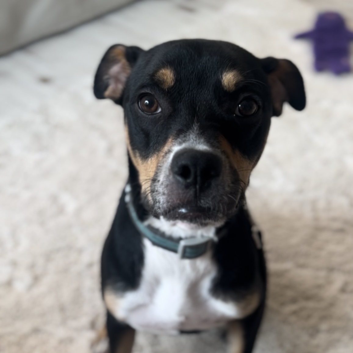 Dog for adoption - Rowdy, a Rottweiler & Boxer Mix in Portsmouth, OH ...