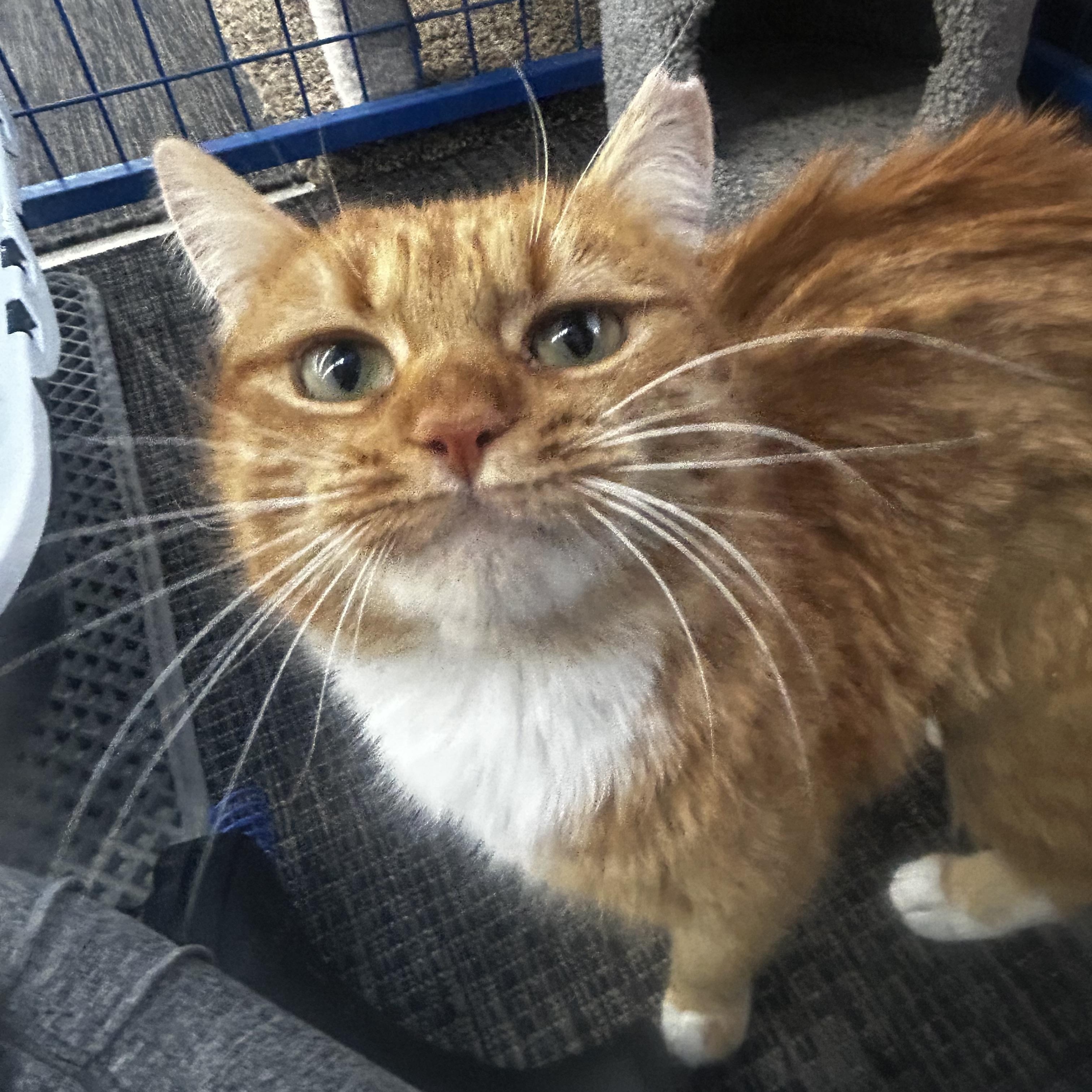 Sunbeam - CHOW HOUND - ADOPTION PENDING! - Adoptable Pet | Petfinder ...