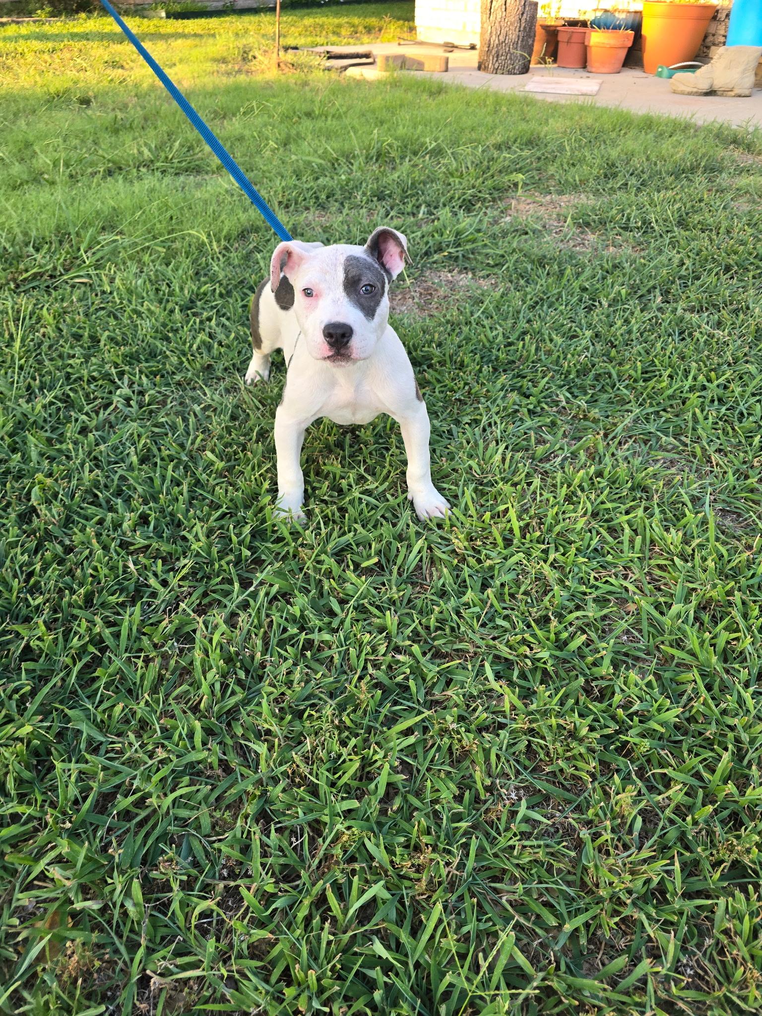 Dog for adoption - Cora, an American Bully Mix in Cincinnati, OH ...